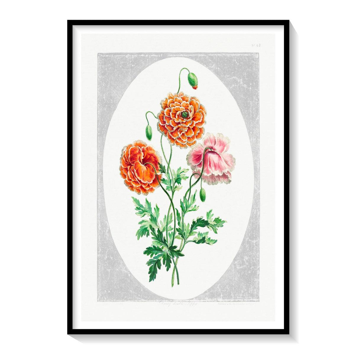 Dwarf Double Poppy 1793: Buy Flower Paintings & Botanical Art Online ...