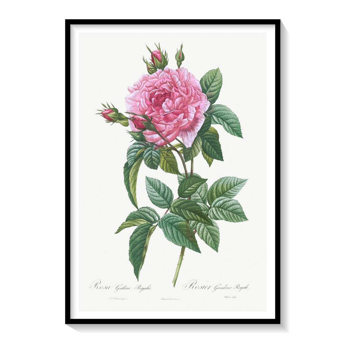 Gallic Rose: Buy Flower Paintings & Botanical Art Online – Dessine Art