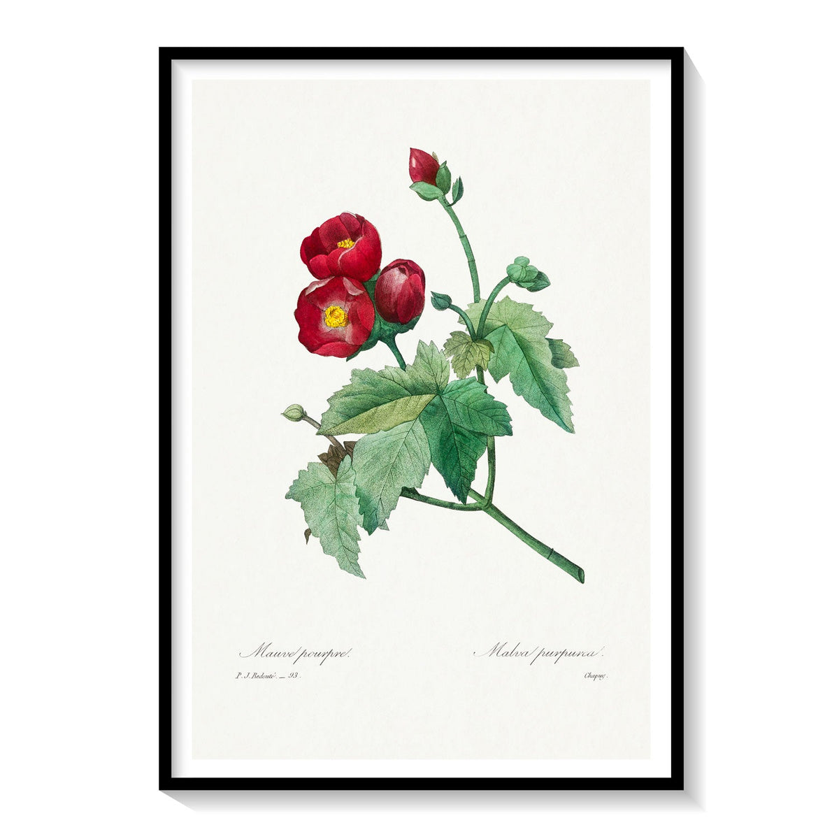 Purple Mallow by Pierre Joseph: Buy Flower Paintings & Botanical Art ...