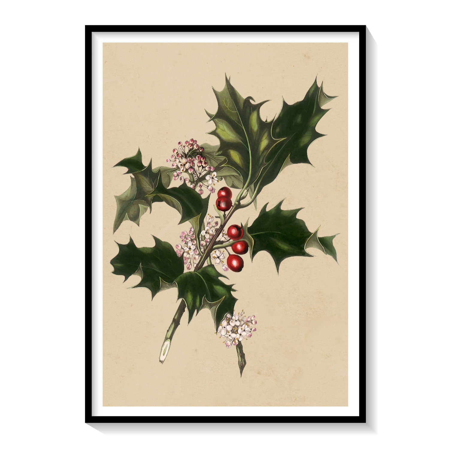 Vintage Aged- Holly: Buy Flower Paintings & Botanical Art Online ...