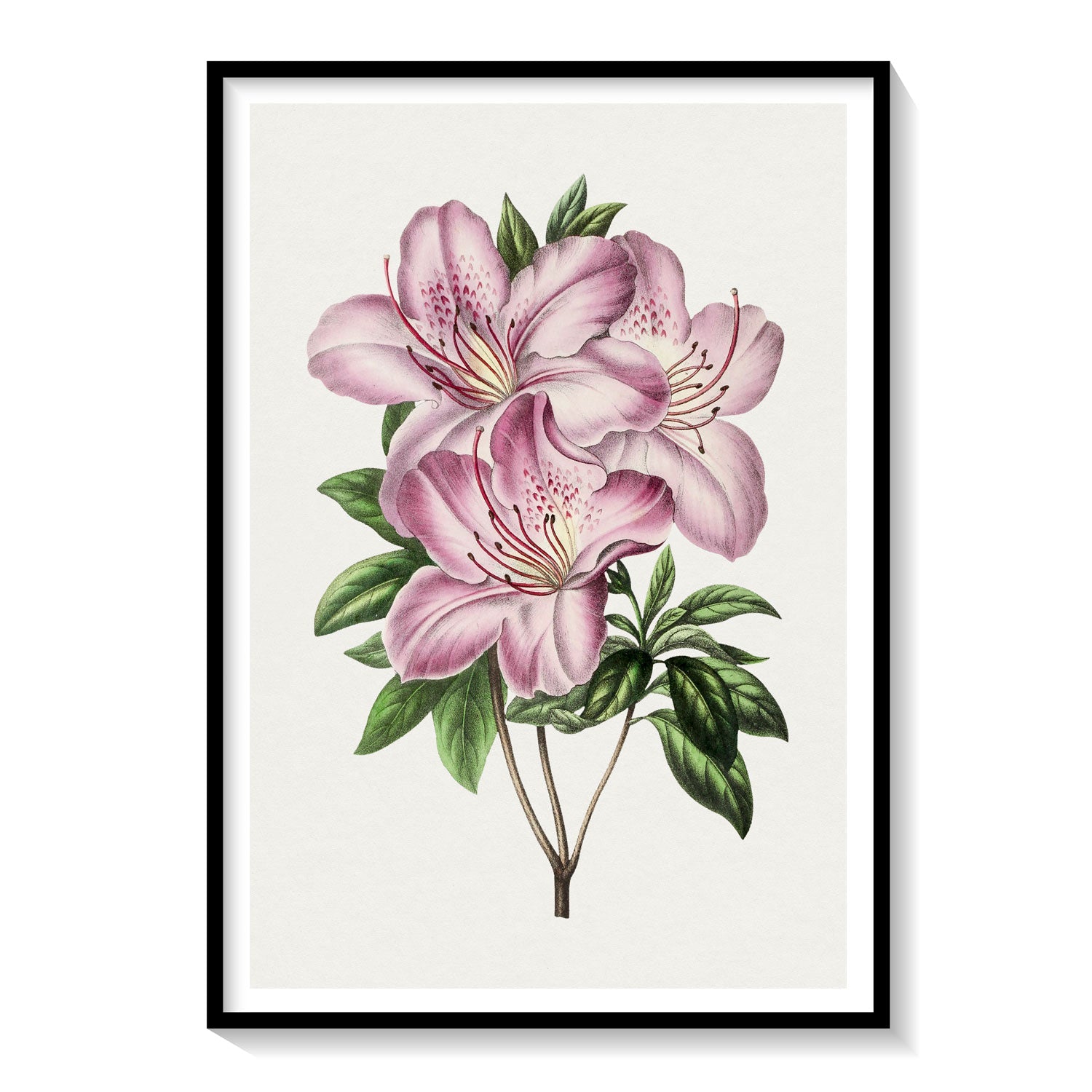 Vintage pink azalea flower from Biodiversity Heritage Library: Buy ...